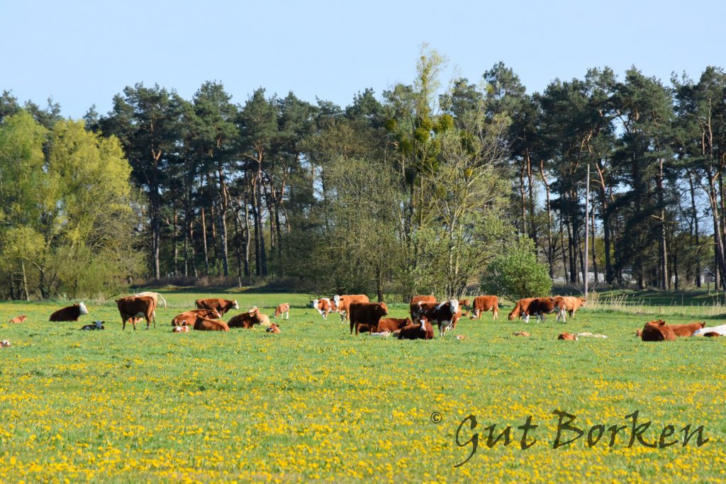 Rinderherde im Frühjahr - Gut Borken GmbH